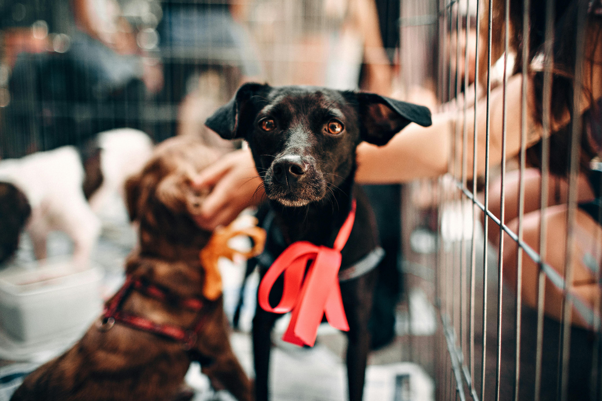 Adoptable Dogs Finder | Nearby Shelters by ZIP
